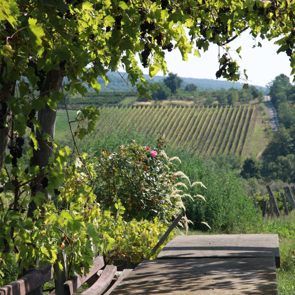 Wine and Wine regions — World of Graševina